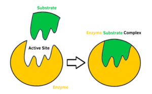 Enzymes & Digestion - Enzyme Action: Factors that Affect it (GCSE ...