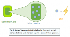 ᐉ What is Active Transport in Cells? - (GCSE Biology)