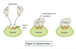 Enzymes & Digestion - Enzymes: An Introduction (GCSE Biology) - Study Mind