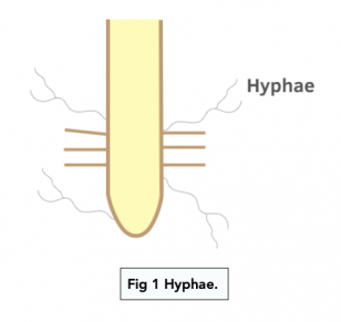 Introduction to Nutrient Cycles (A-level Biology) - Study Mind