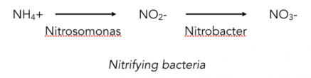 Nitrogen Cycle: Nitrification and Denitrification (A-level Biology ...