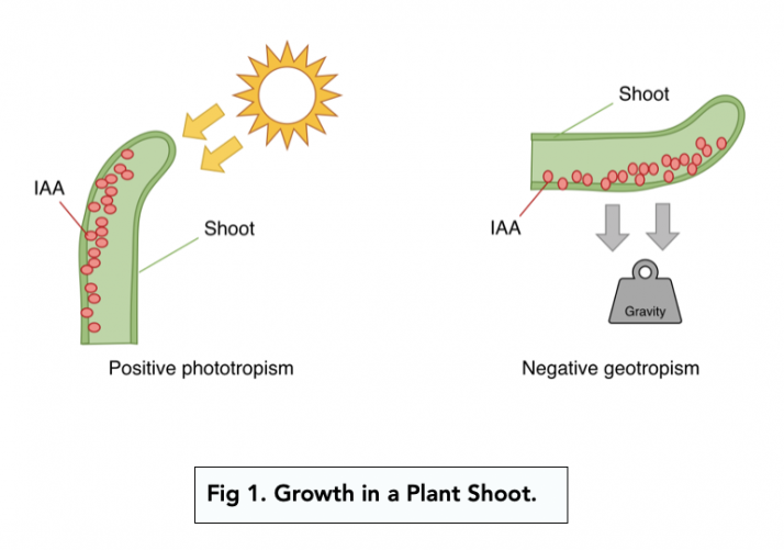 Auxin in Phototropism and Geotropism (A-level Biology) - Study Mind