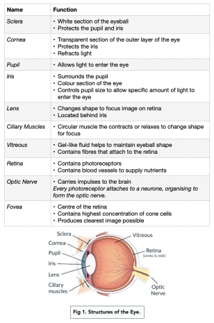The Retina (A-level Biology) - Study Mind