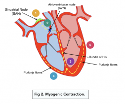 Controlling Heart Rate (A-level Biology) - Study Mind