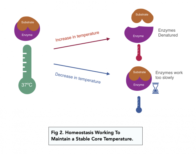 Thermoregulation (A-level Biology) - Study Mind