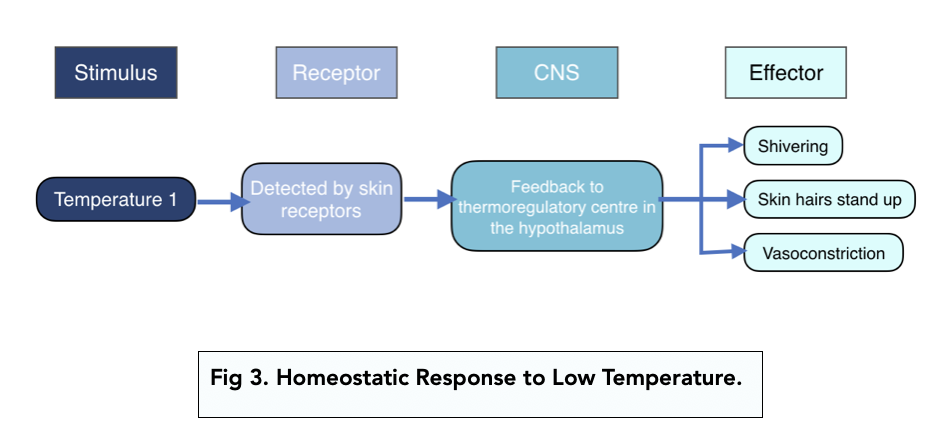 Ectotherms and Endotherms (A-level Biology) - Study Mind