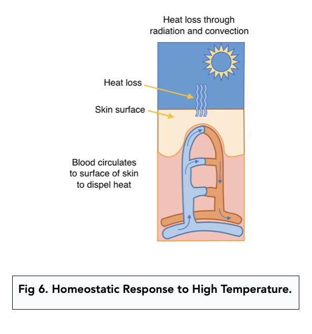 Ectotherms and Endotherms (A-level Biology) - Study Mind