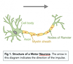 The Resting Potential (A-level Biology) - Study Mind
