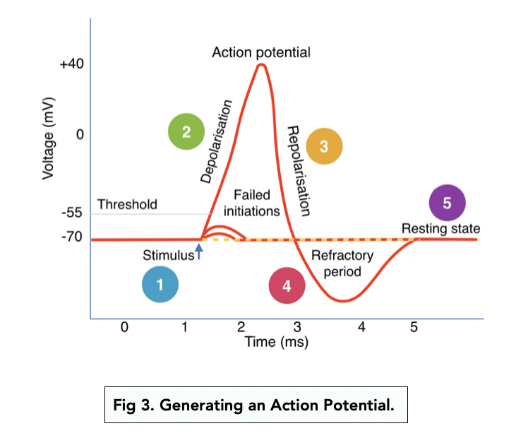 All Or Nothing Principle A level Biology Study Mind