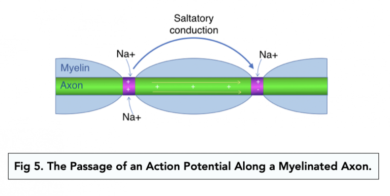 Myelination (A-level Biology) - Study Mind