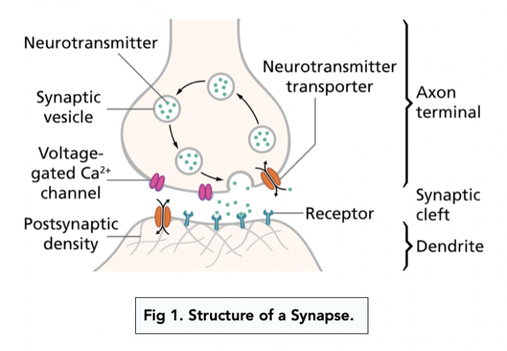 The Structure of the Synapse (A-level Biology) - Study Mind