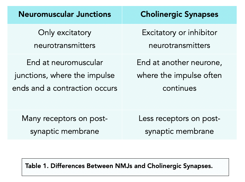 The Neuromuscular Junction (A-level Biology) - Study Mind