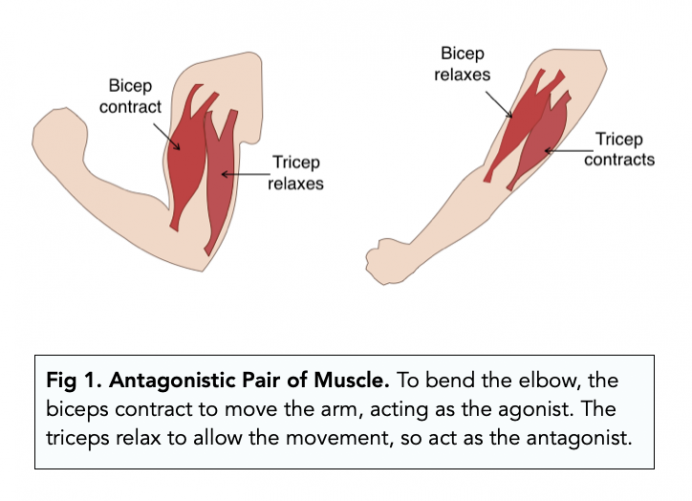 How Muscles Allow Movement (A-level Biology) - Study Mind