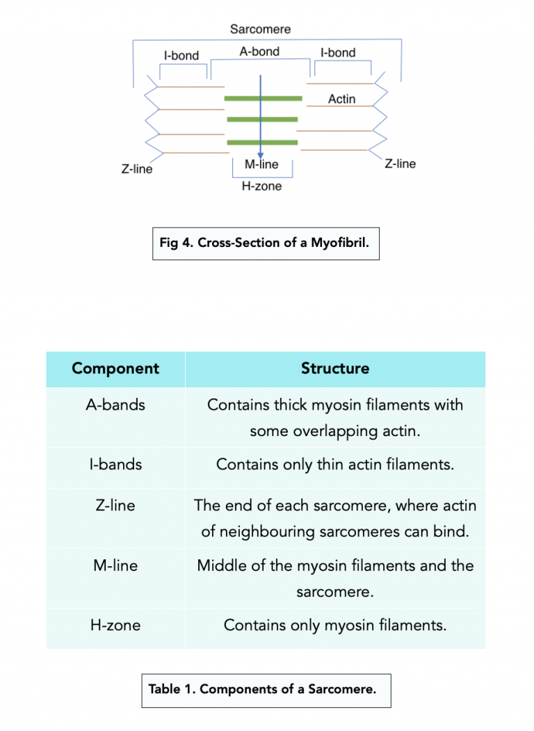 The Structure of Myofibrils (A-level Biology) - Study Mind