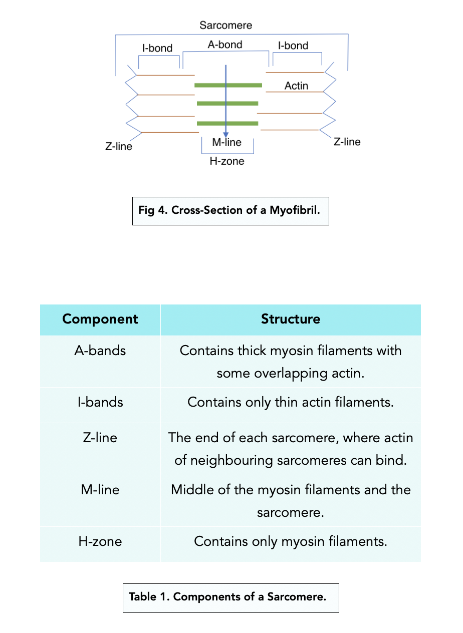 The Structure of Myofibrils (A-level Biology) - Study Mind