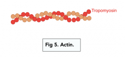 The Structure of Myofibrils (A-level Biology) - Study Mind