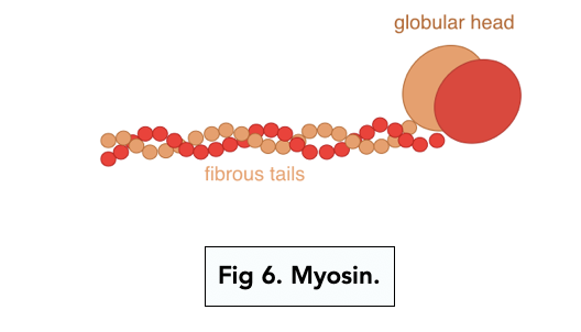 The Structure of Myofibrils (A-level Biology) - Study Mind
