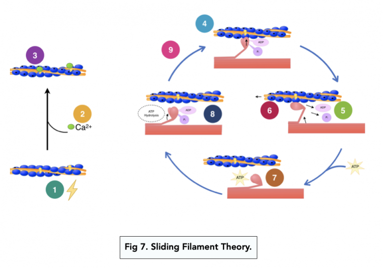 The Ultrastructure of the Sarcomere During Contraction (A-level Biology ...