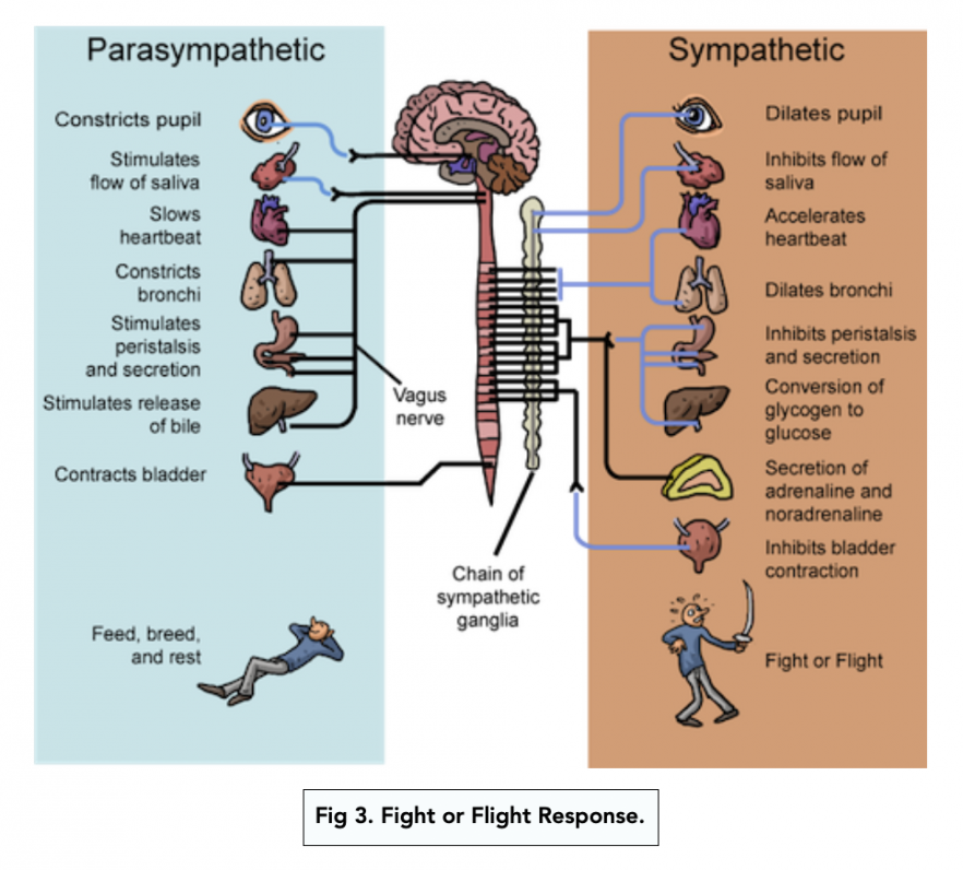 The Nervous System (A-level Biology) - Study Mind