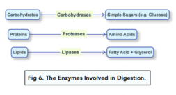 Enzymes & Digestion - Protein and Lipids: Breakdown (GCSE Biology ...