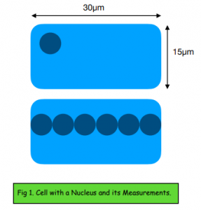 Microscopes & Cultures - Cell Size and Area Estimations (GCSE Biology ...