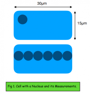 Microscopes & Cultures - Cell Size and Area Estimations (GCSE Biology ...