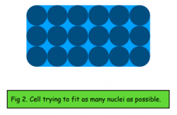 Microscopes & Cultures - Cell Size and Area Estimations (GCSE Biology ...