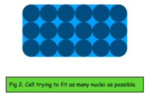 Microscopes & Cultures - Cell Size and Area Estimations (GCSE Biology ...