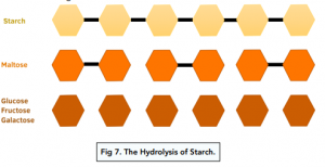 Enzymes & Digestion - Carbohydrates: Breakdown and Synthesis (GCSE ...