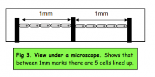 Microscopes & Cultures - Cell Size and Area Estimations (GCSE Biology ...