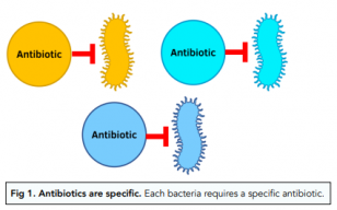 Antibiotics - Drugs: Antibiotics and Painkillers (GCSE Biology) - Study ...