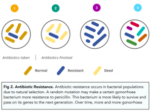 Antibiotics - Drug Resistance, Antivirals and Antiseptics (GCSE Biology ...