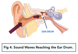 The Ear (GCSE Physics) - Study Mind