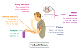 Synapses & Reflexes - Reflexes and the Reflex Arc (GCSE Biology ...