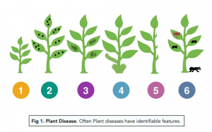 Plant Disease & Defence - Identifying Plant Diseases (GCSE Biology ...