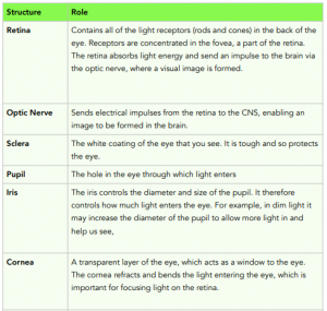 The Eye - An Introduction (GCSE Biology) - Study Mind