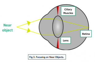 The Eye - The Eye: Its Responses - (GCSE Biology) - Study Mind
