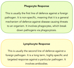 The Immune System - The Immune System and Phagocytosis (GCSE Biology ...