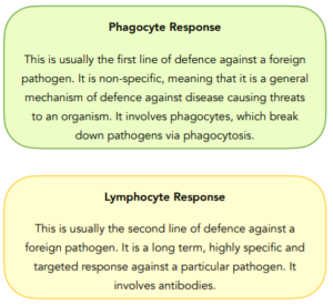 The Immune System - The Immune System and Phagocytosis (GCSE Biology ...