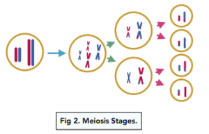 Asexual and Sexual Reproduction - (GCSE Biology) - Study Mind