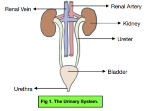 Osmoregulation & The Kidney - The Kidneys and Excretion (GCSE Biology ...