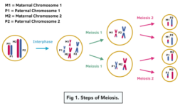 Meiosis - Meiosis: Its Stages (GCSE Biology) - Study Mind