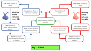 Osmoregulation & The Kidney - Anti-Diuretic Hormone (GCSE Biology ...