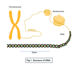 DNA - An Introduction (GCSE Biology) - Study Mind
