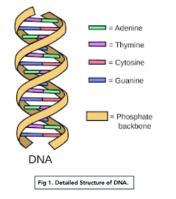 DNA - Its Structure (GCSE Biology) - Study Mind