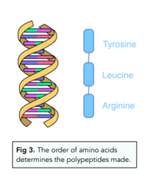 DNA - Protein Synthesis: Translation (GCSE Biology) - Study Mind