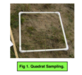 Organisation & Trophic Levels - Quadrat and Transect Sampling (GCSE ...