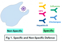 Disease Prevention - Human Disease Prevention Systems (GCSE Biology ...