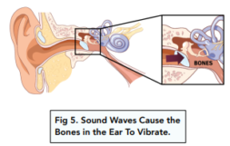 The Ear (GCSE Physics) - Study Mind