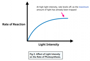 Photosynthesis: Limiting Factors Affecting the Rate of Photosynthesis ...